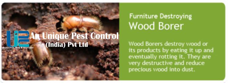Wood Borer Control | Best Pest Control Services in pune, An Unique Pest ...
